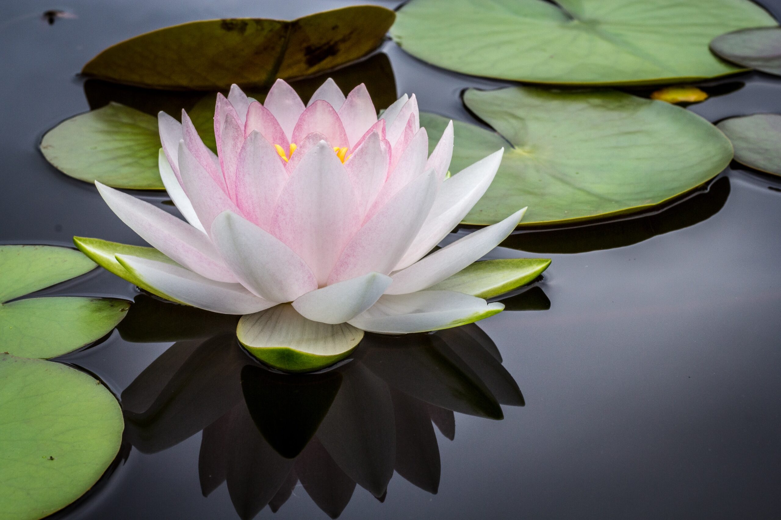 Leverage Lily Pad Theory and Achieve Your Goals | alviller.com