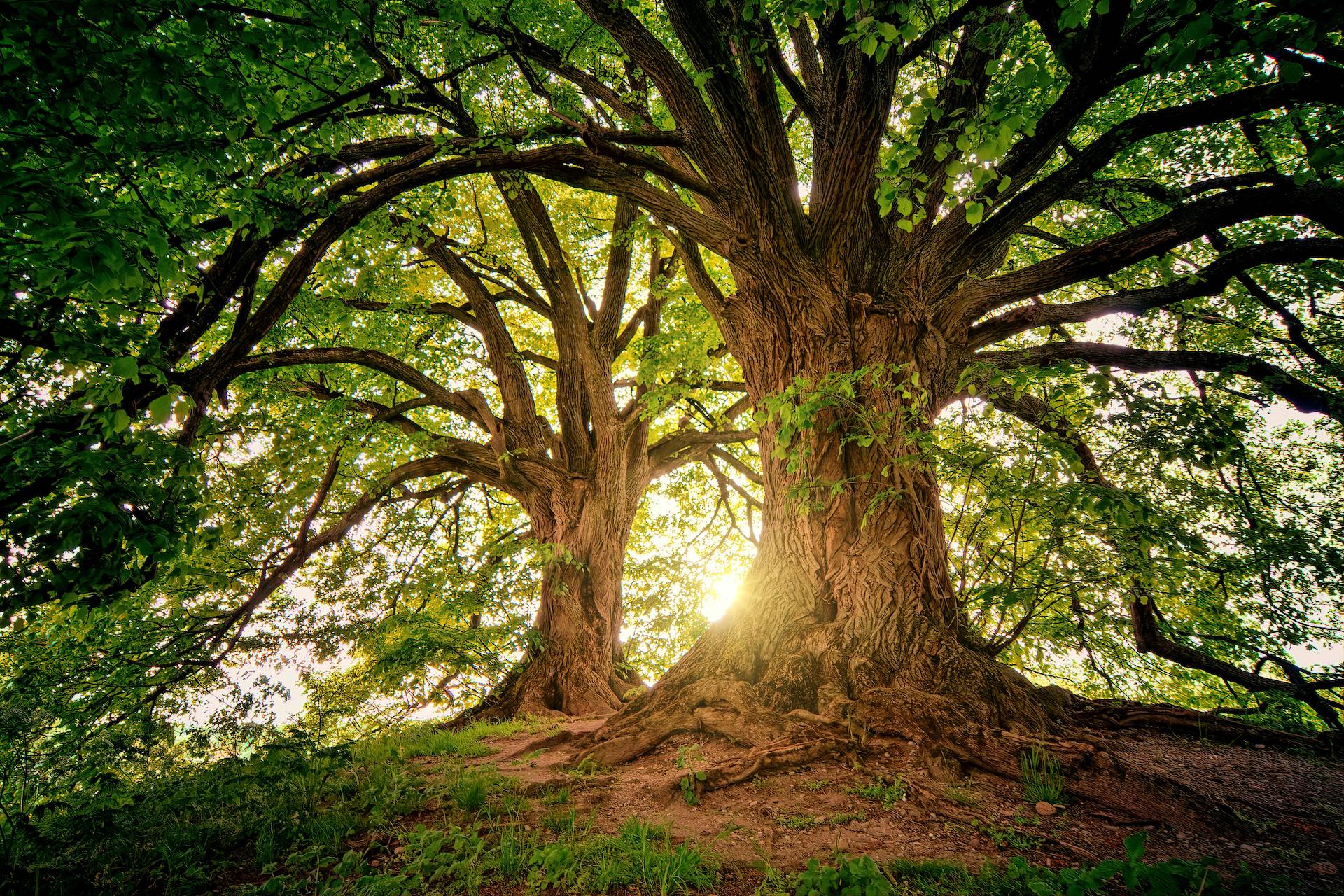 Strong Roots, Flexible Branches: A Leader’s Guide to Change | alviller.com